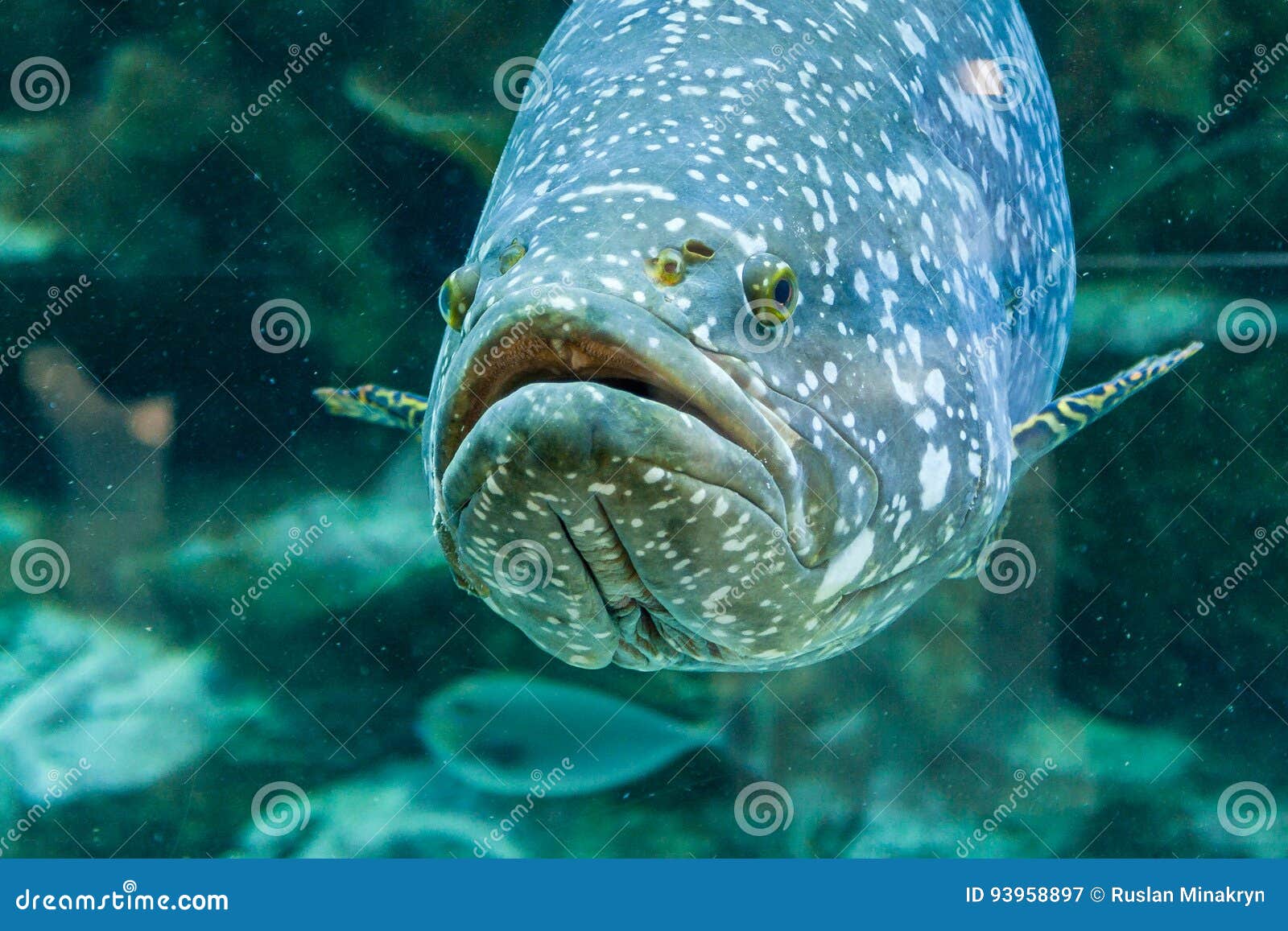Fish Large grouper stock image. Image of azores, color - 93958897