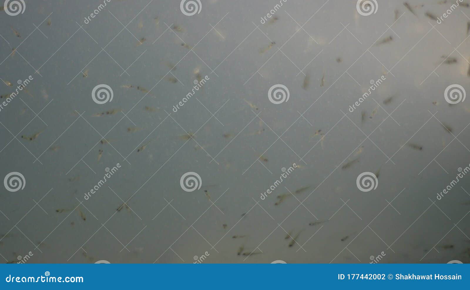 Fish Larva - Cultivating in a Fish Hatchery Stock Photo - Image of fish ...