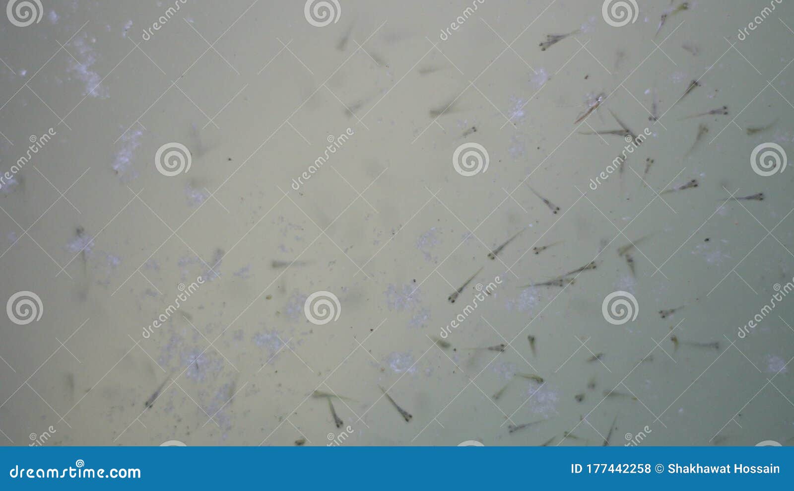 Fish Larva - Cultivating in a Fish Hatchery Stock Photo - Image of ...
