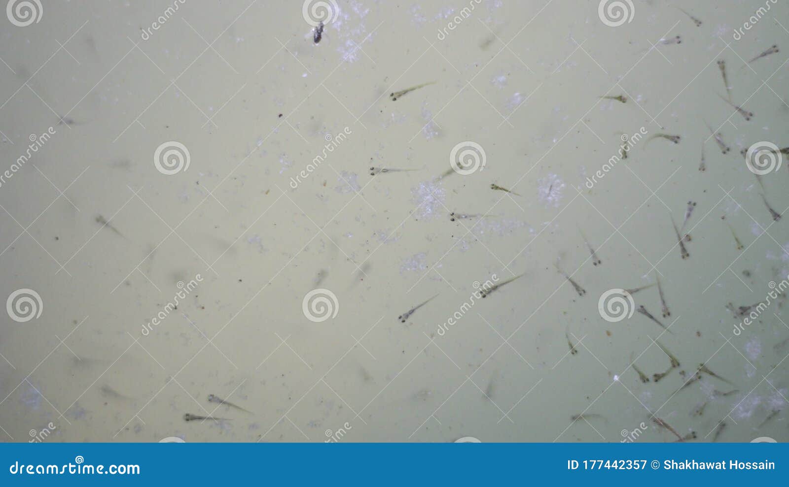 Fish Larva - Cultivating in a Fish Hatchery Stock Image - Image of ...