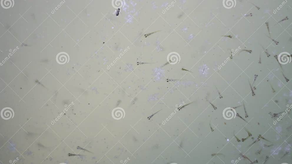 Fish Larva - Cultivating in a Fish Hatchery Stock Image - Image of ...