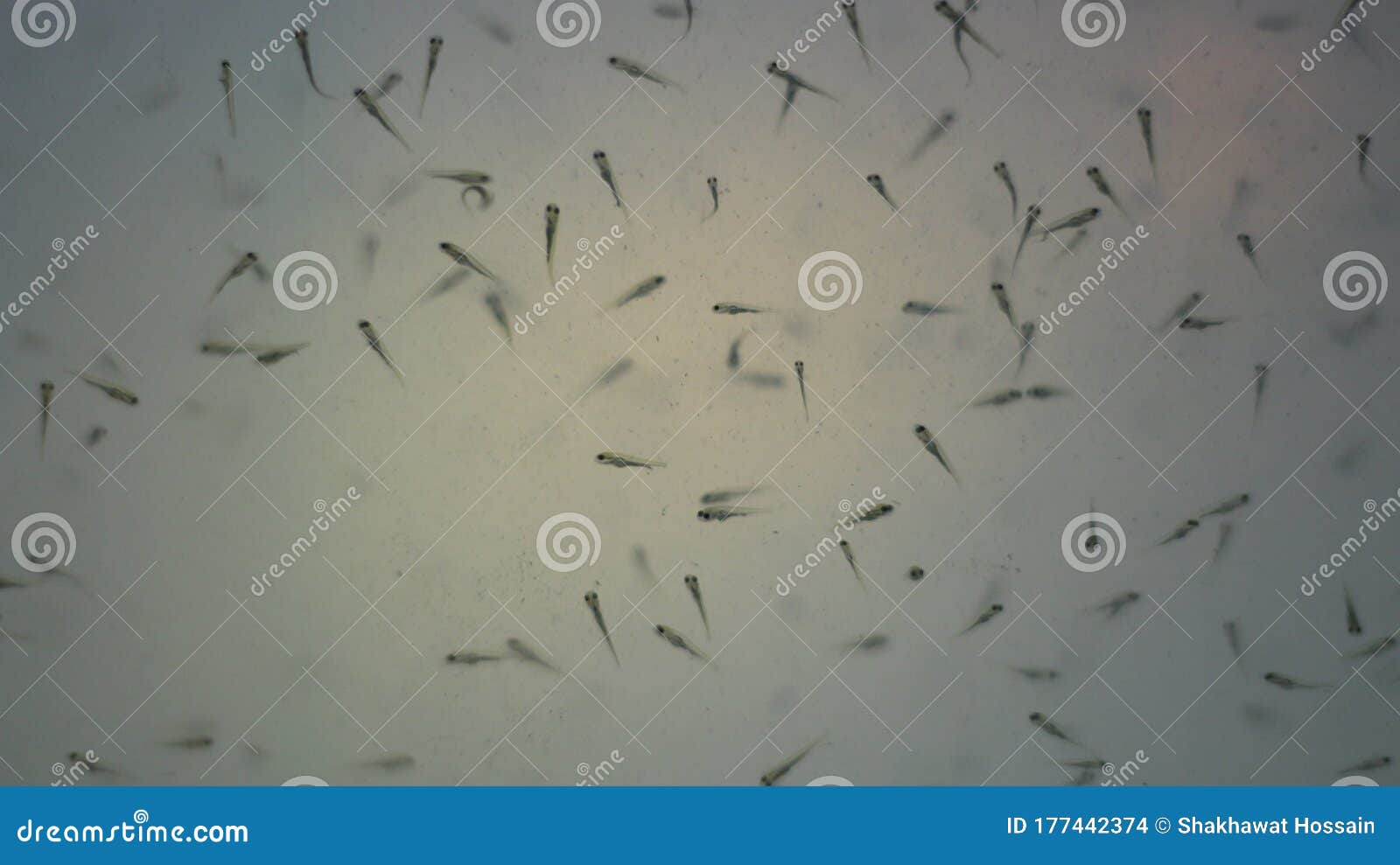 Fish Larva - Cultivating in a Fish Hatchery Stock Photo - Image of ...