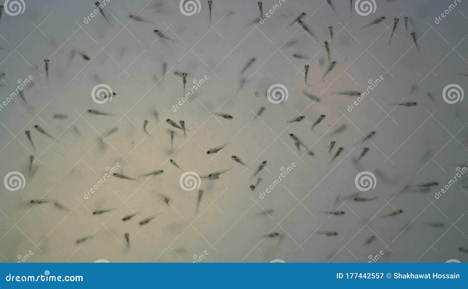 Fish Larva - Cultivating in a Fish Hatchery Stock Image - Image of ...
