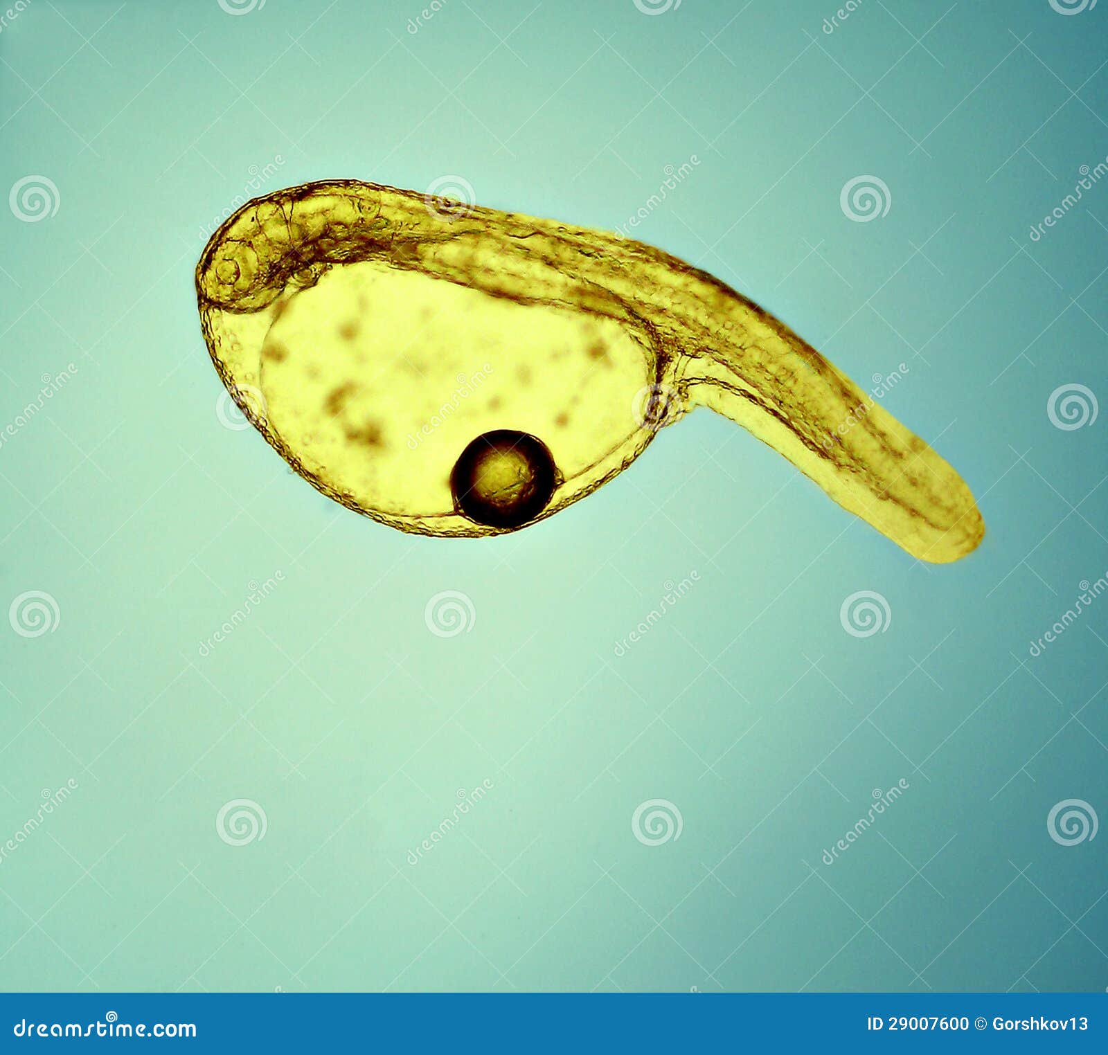 Fish Larva Just after Hatching Stock Photo - Image of interest, biology ...