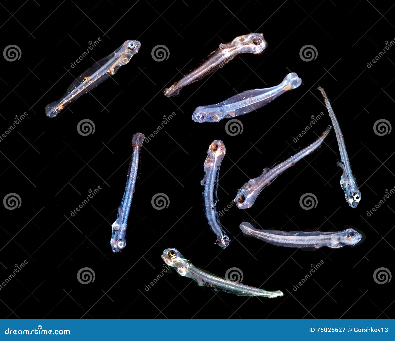 Fish larvae stock image. Image of backbone, column, light - 75025627