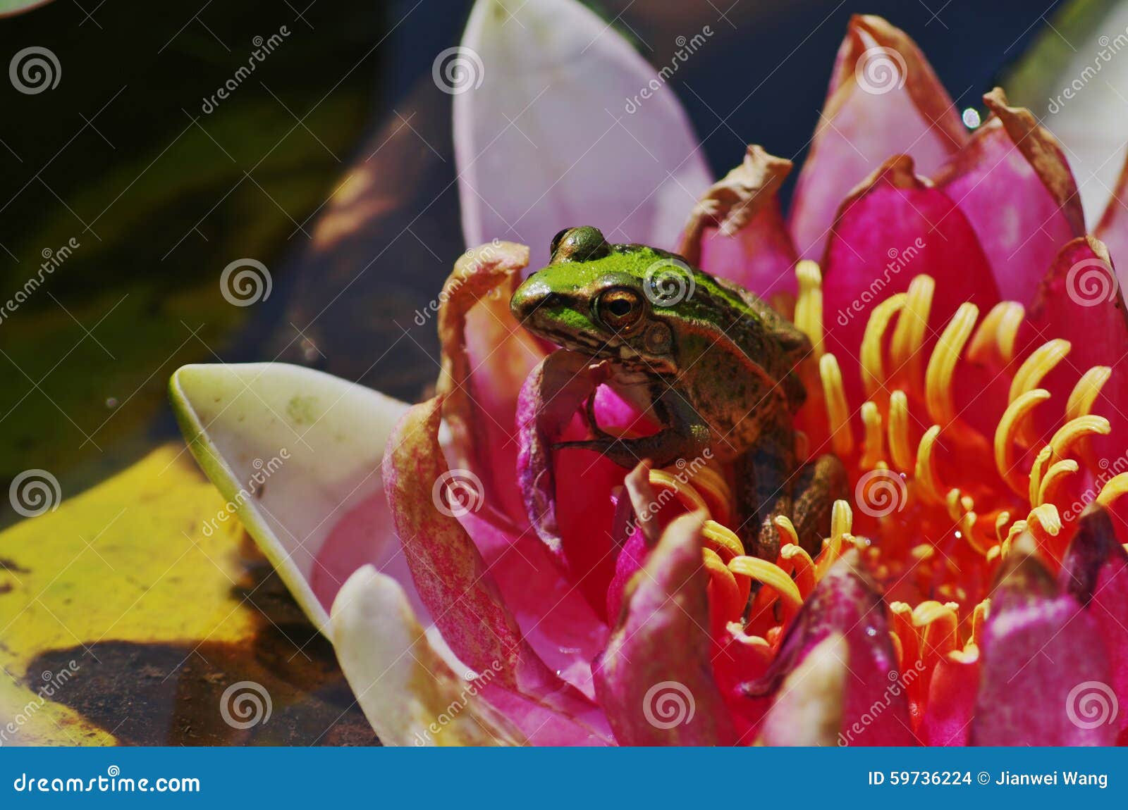 Fish and leaf of lotus stock photo. Image of water, lotus - 59736224