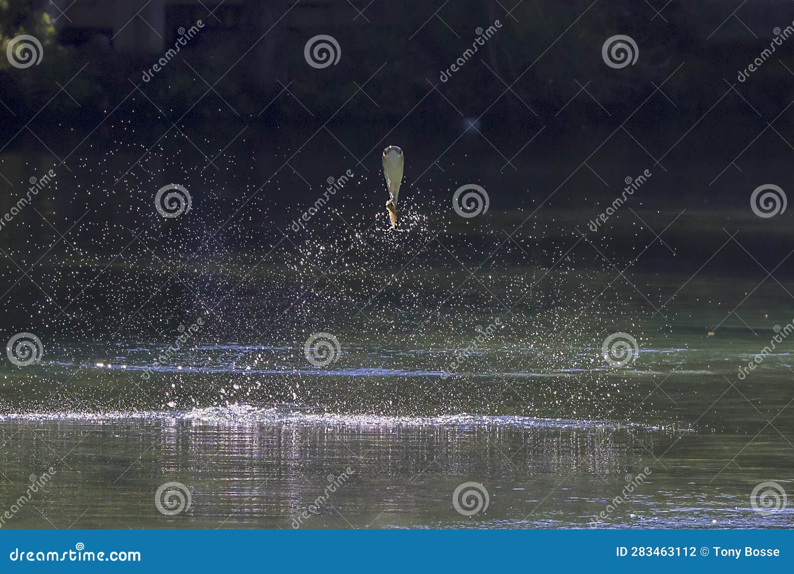 Fish Leaping Out of Water stock photo. Image of water - 283463112