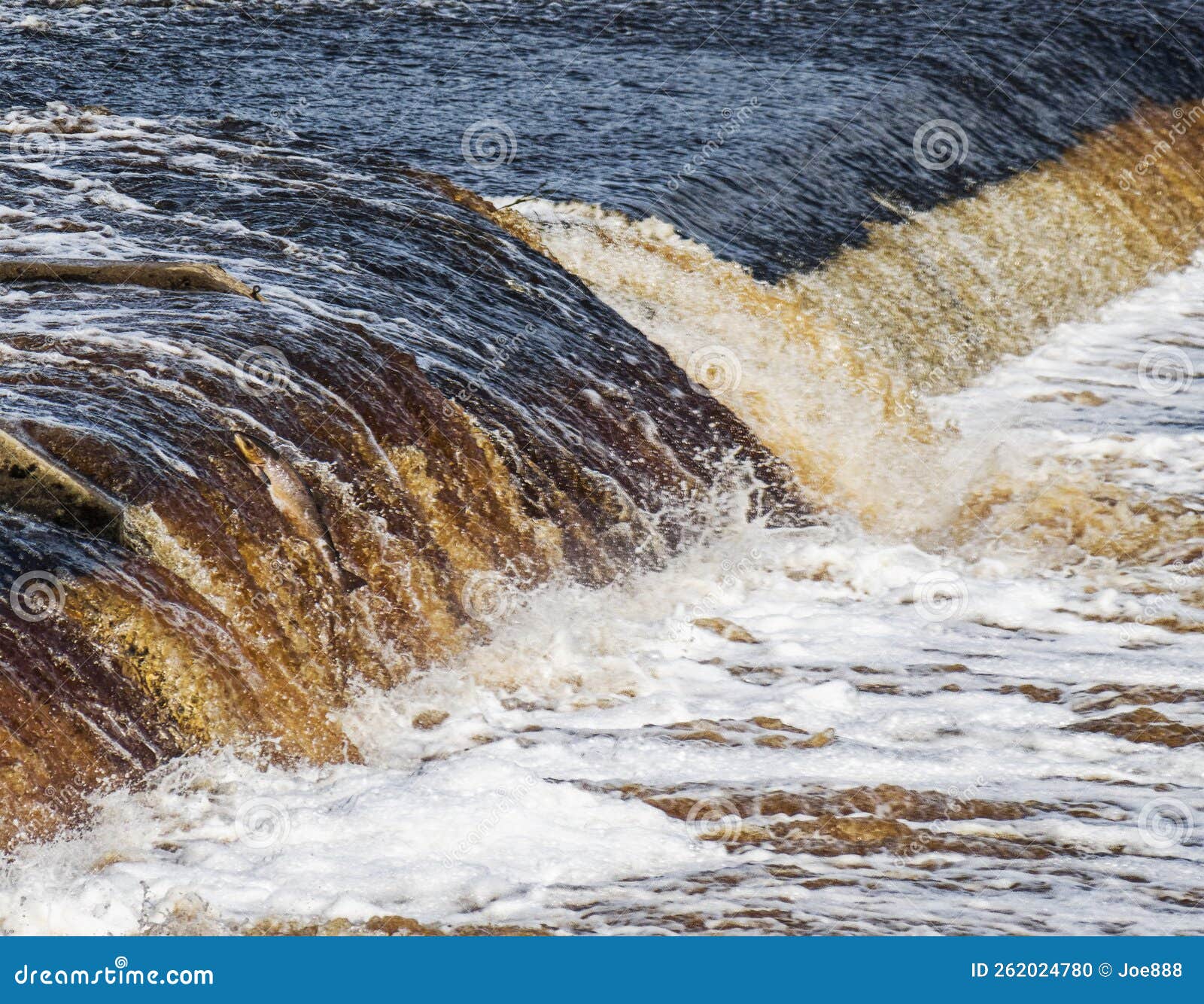 Fish Leaping on the River Tyne at Hexham, Northumberland, UK Stock ...