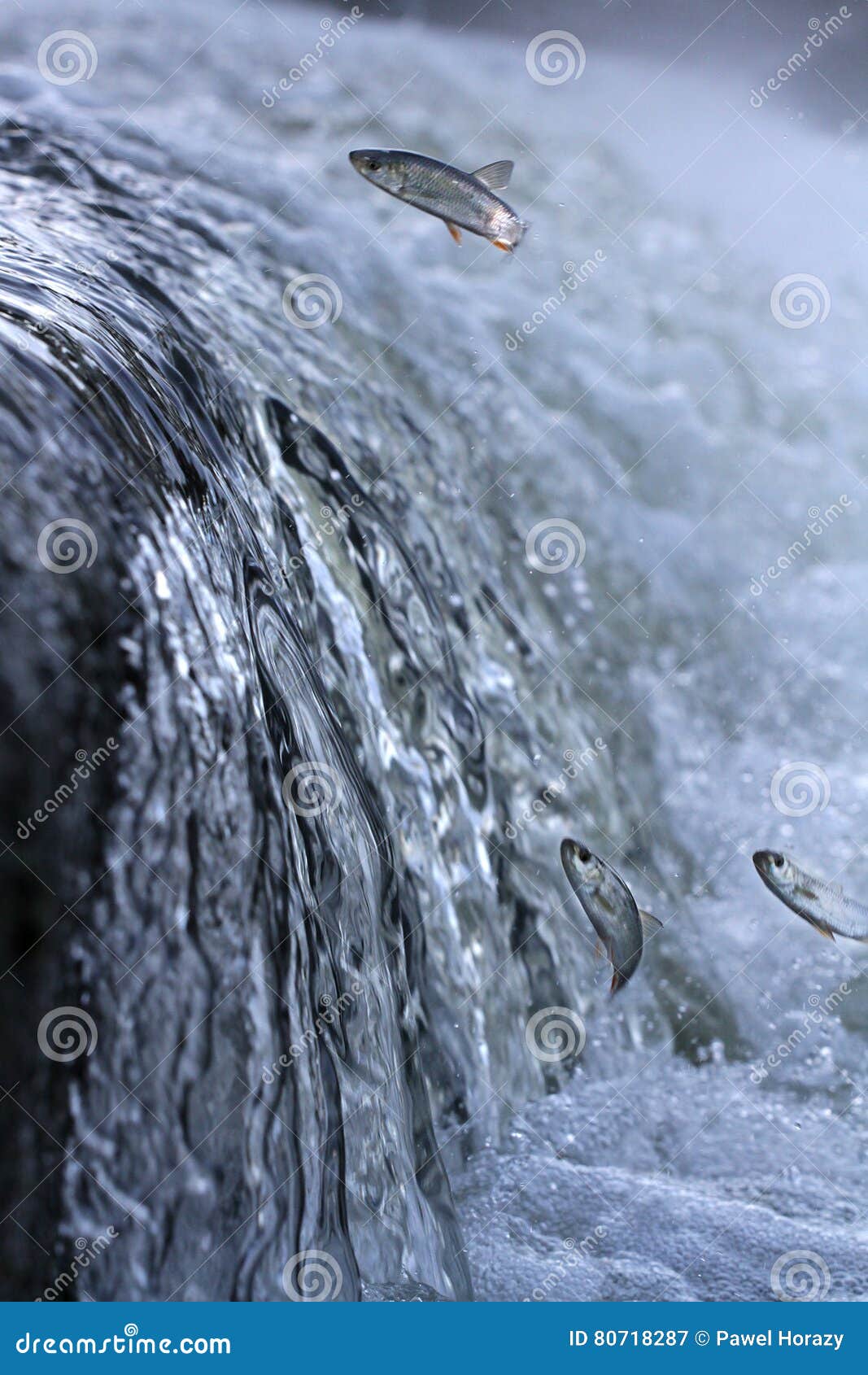 Fish Leaping Threshold on the River Bobr Bbeaver Stock Image - Image of ...