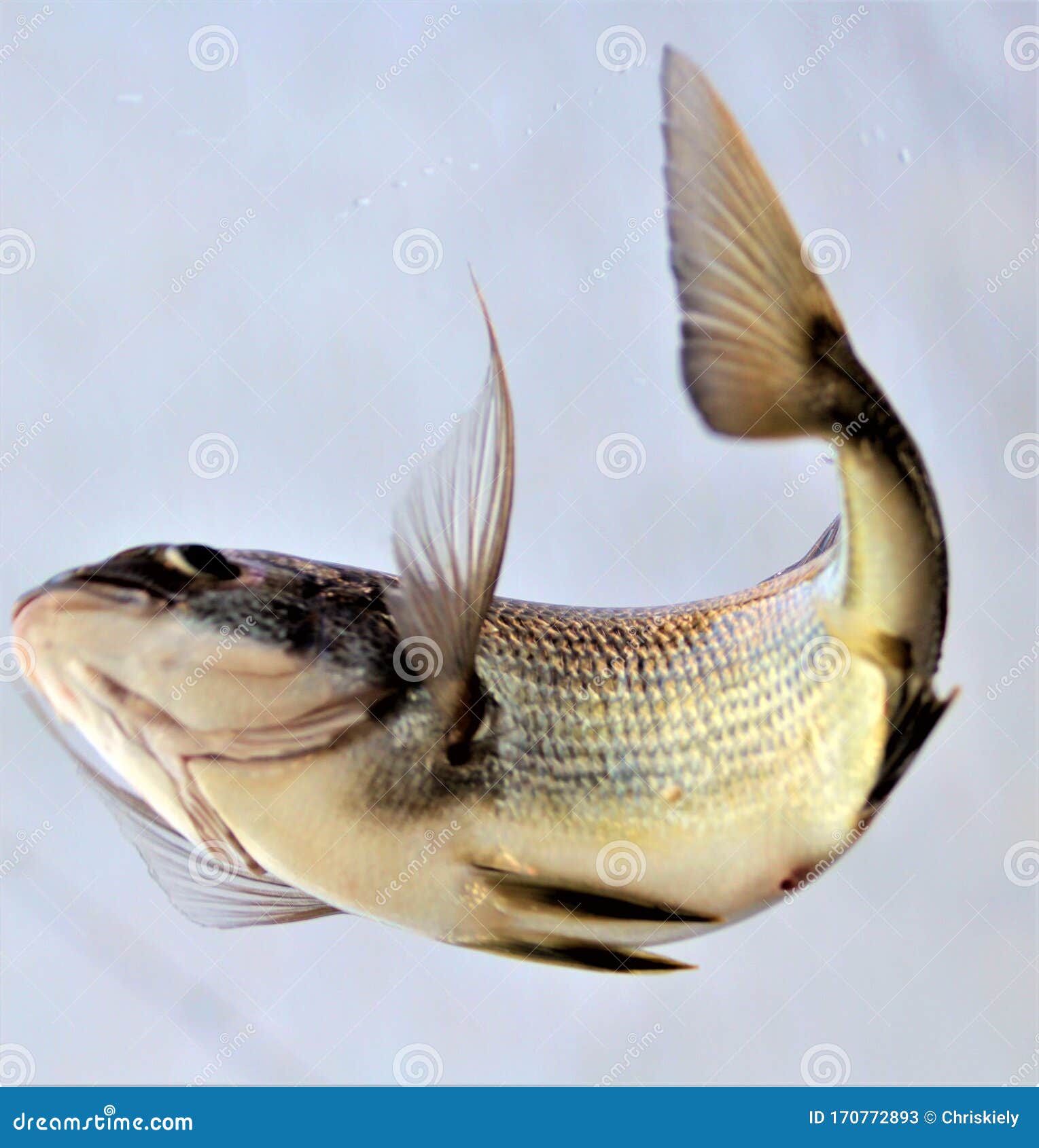 Fish Leaping from Water stock image. Image of bells - 170772893