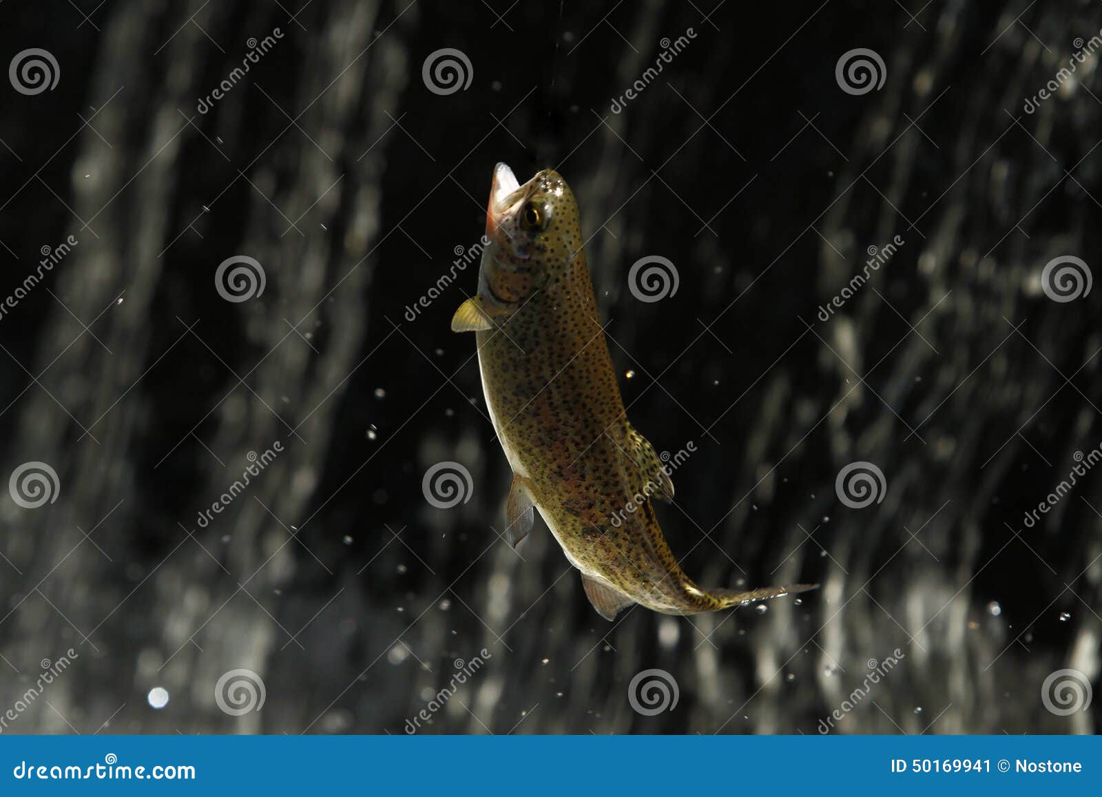 Fish stock image. Image of mouth, aquatic, baby, leap - 50169941