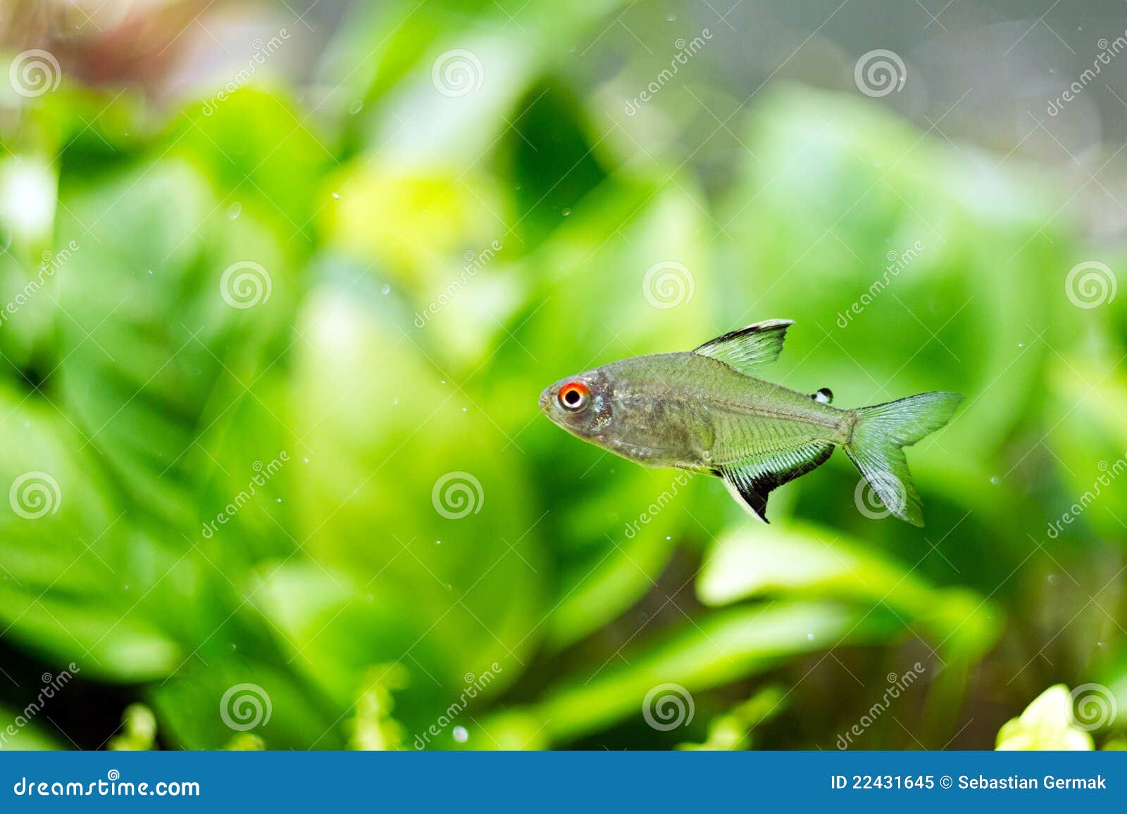 Fish lemon tetra stock image. Image of loneliness, solitude - 22431645