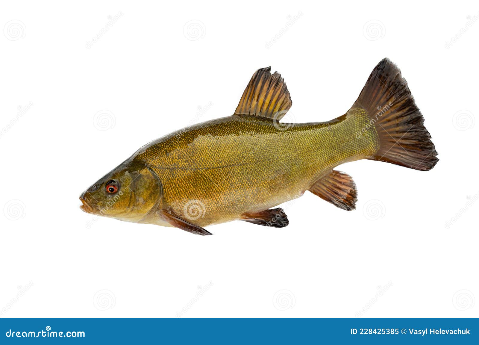 Fish Lenok Brachymystax Isolated on White Stock Image - Image of meat ...