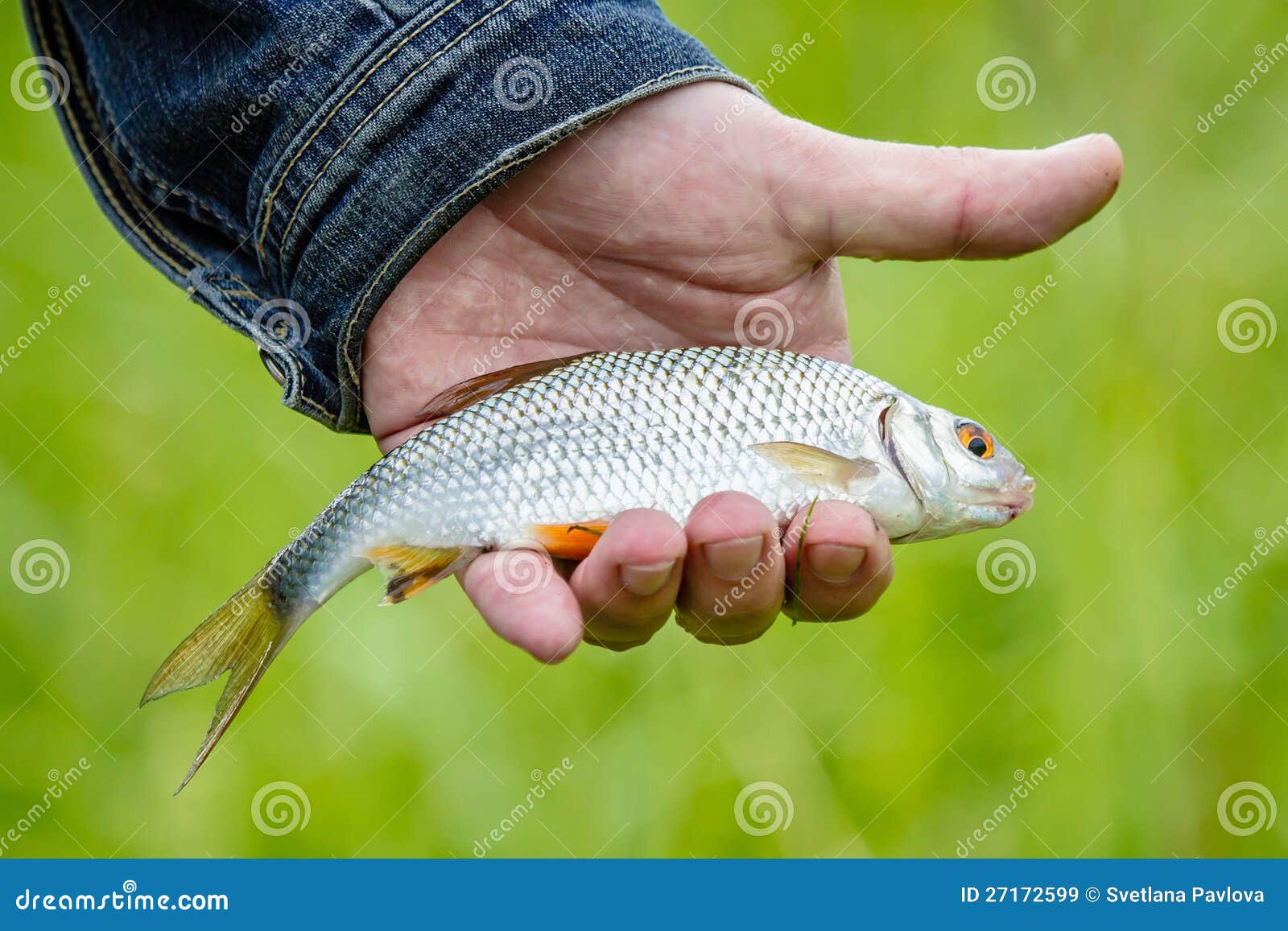 Fish lies in the hand stock image. Image of fisherman - 27172599