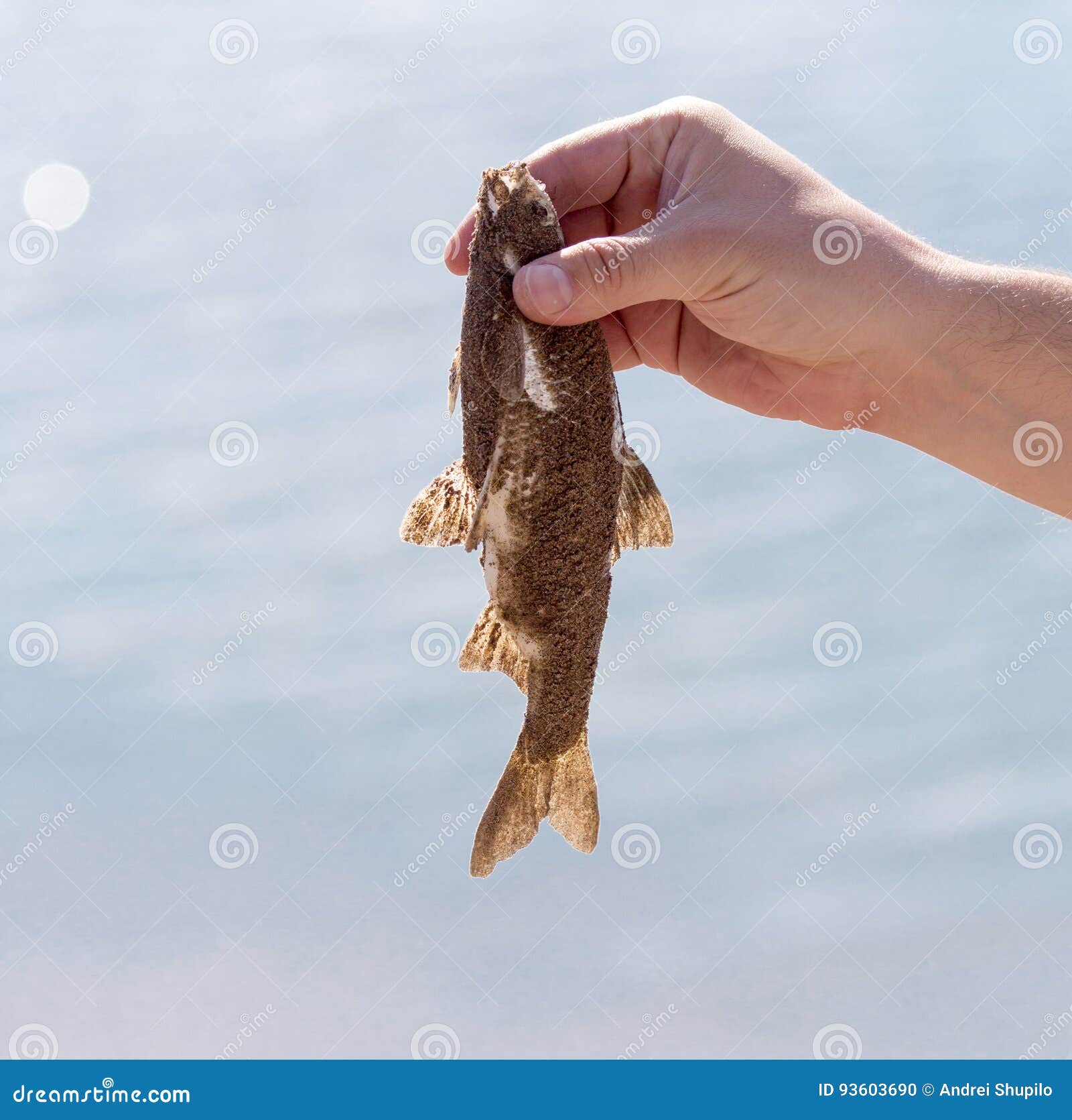 Fish Lies in the Hand of the Fisherman Stock Photo - Image of goldfish ...