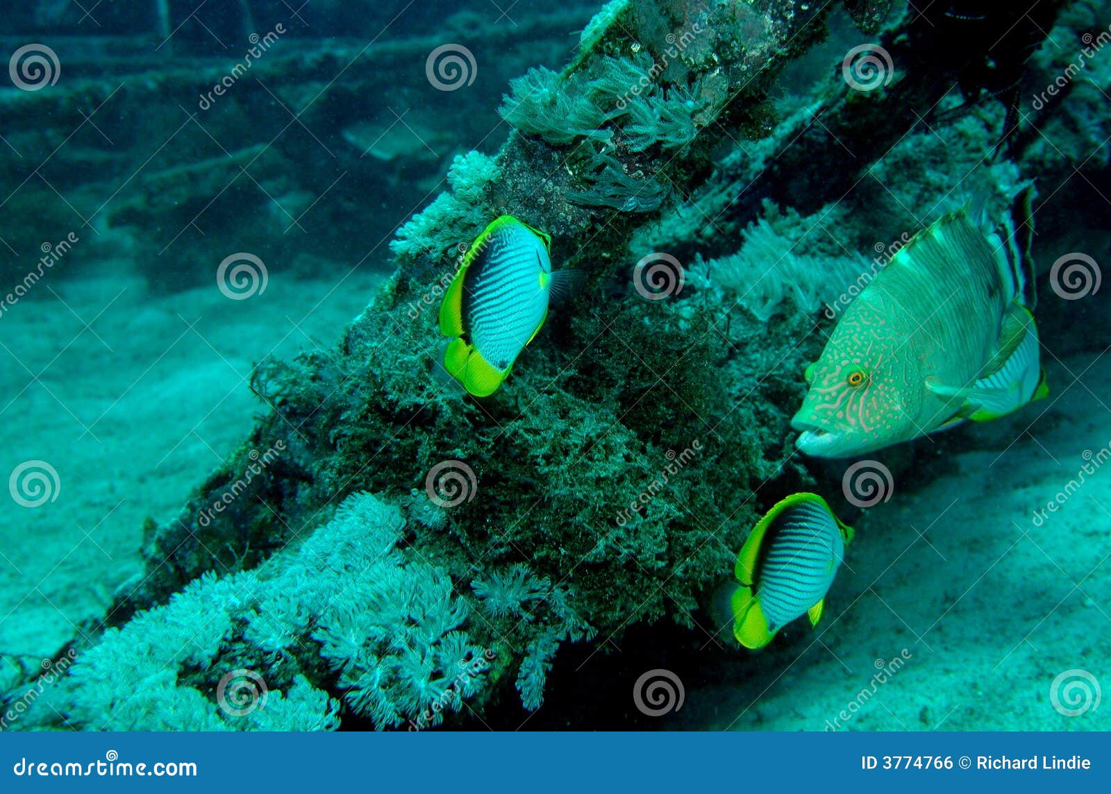 Fish life near shipwreck stock photo. Image of scuba, undiscovered ...