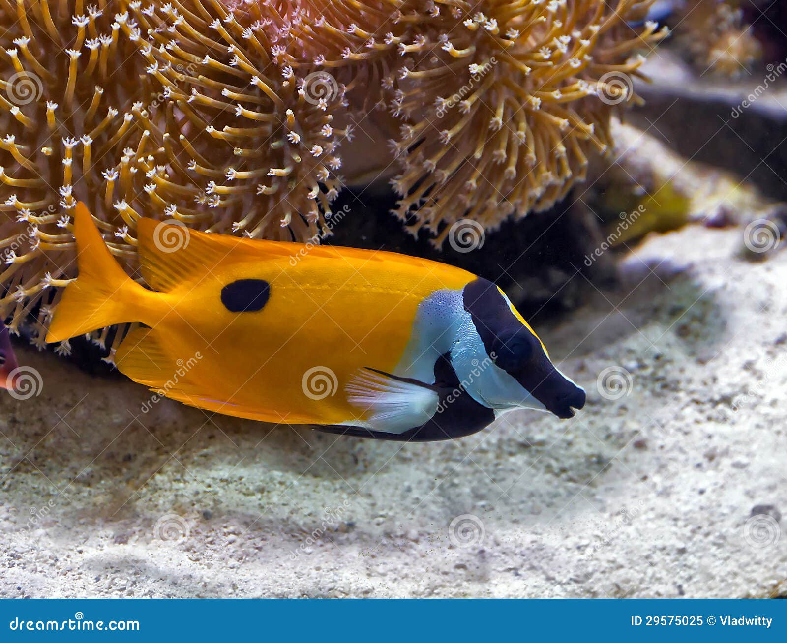 Fish life in sea stock image. Image of coral, aquarium - 29575025