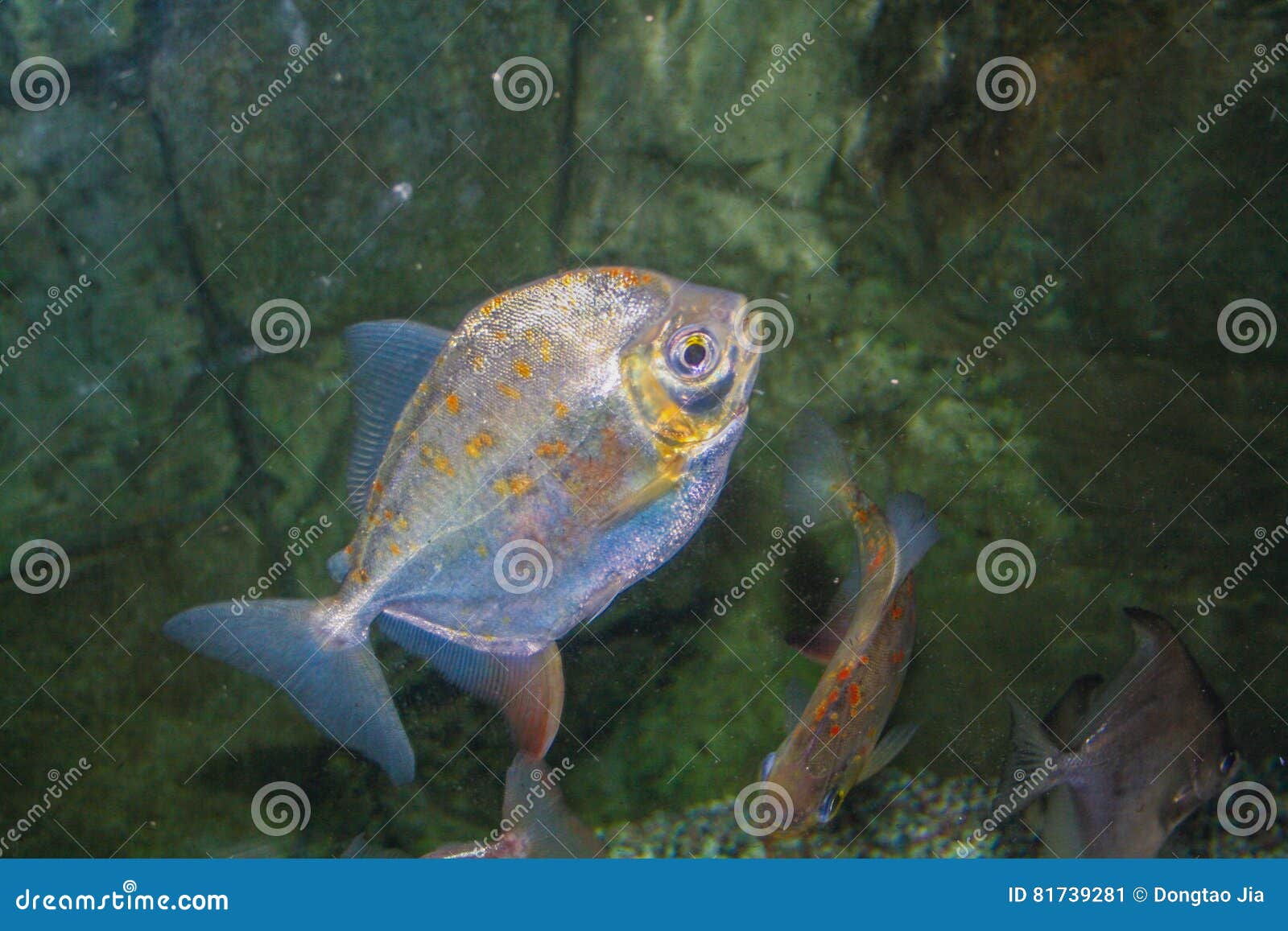 Fish stock image. Image of forbidden, liaoning, little - 81739281