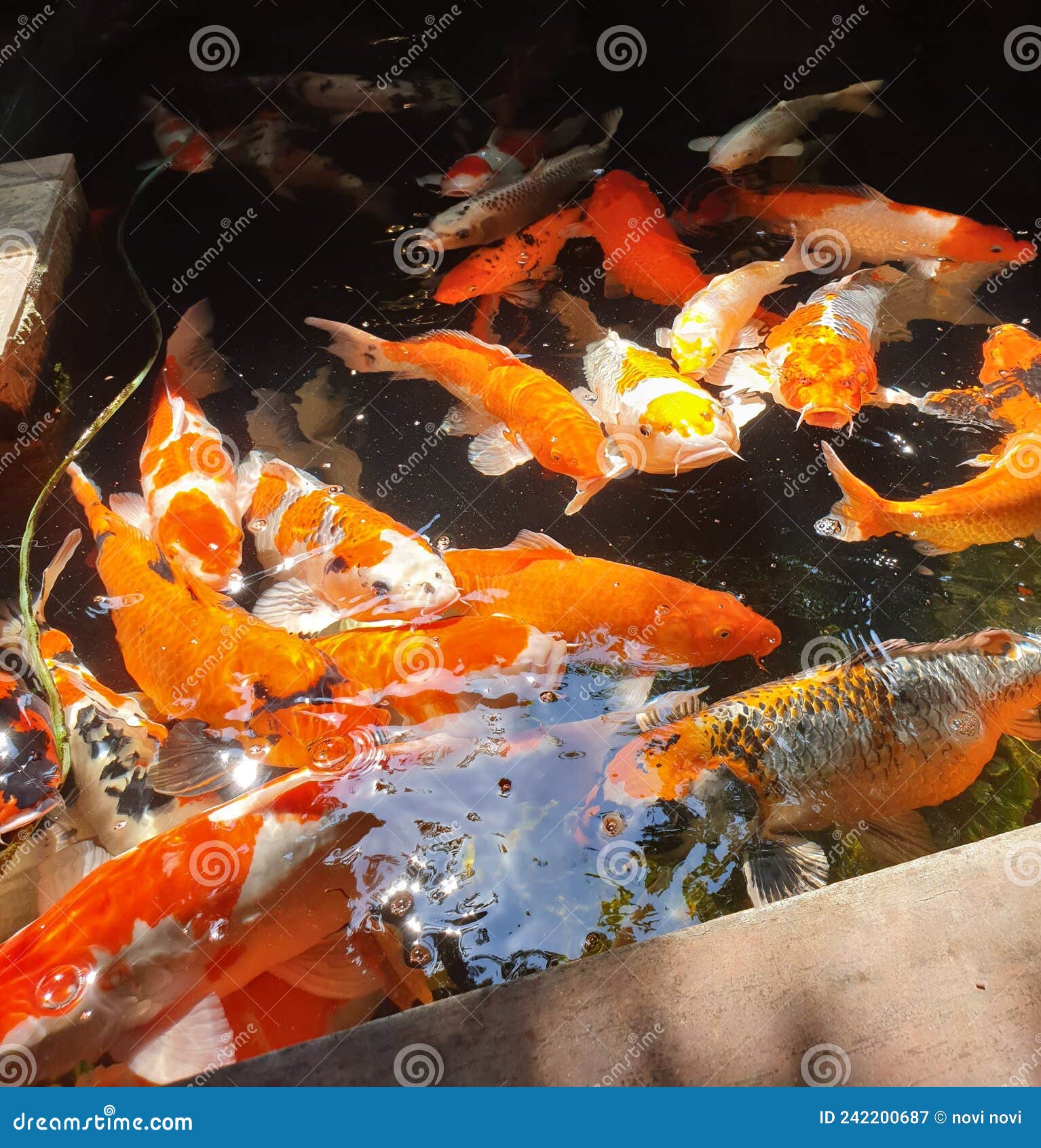 Fish like a team stock image. Image of fish, aquarium - 242200687