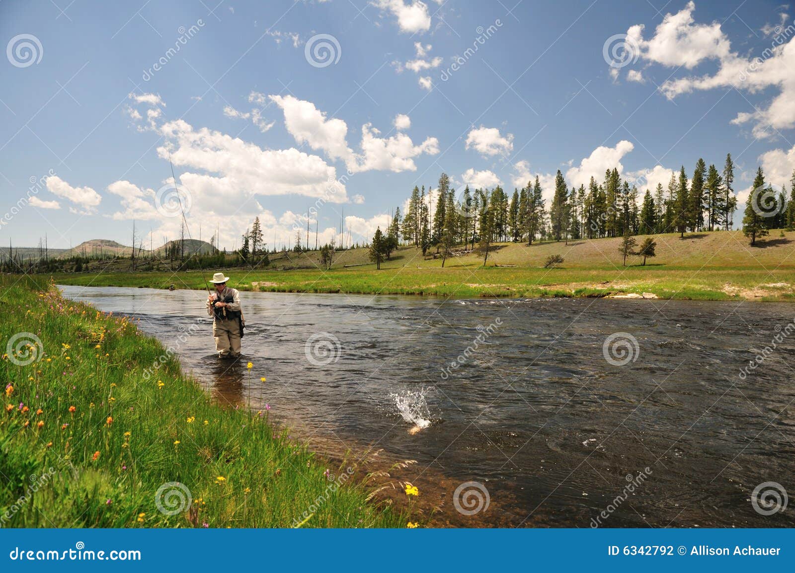 Fish on a line stock photo. Image of reel, firehole, sport - 6342792