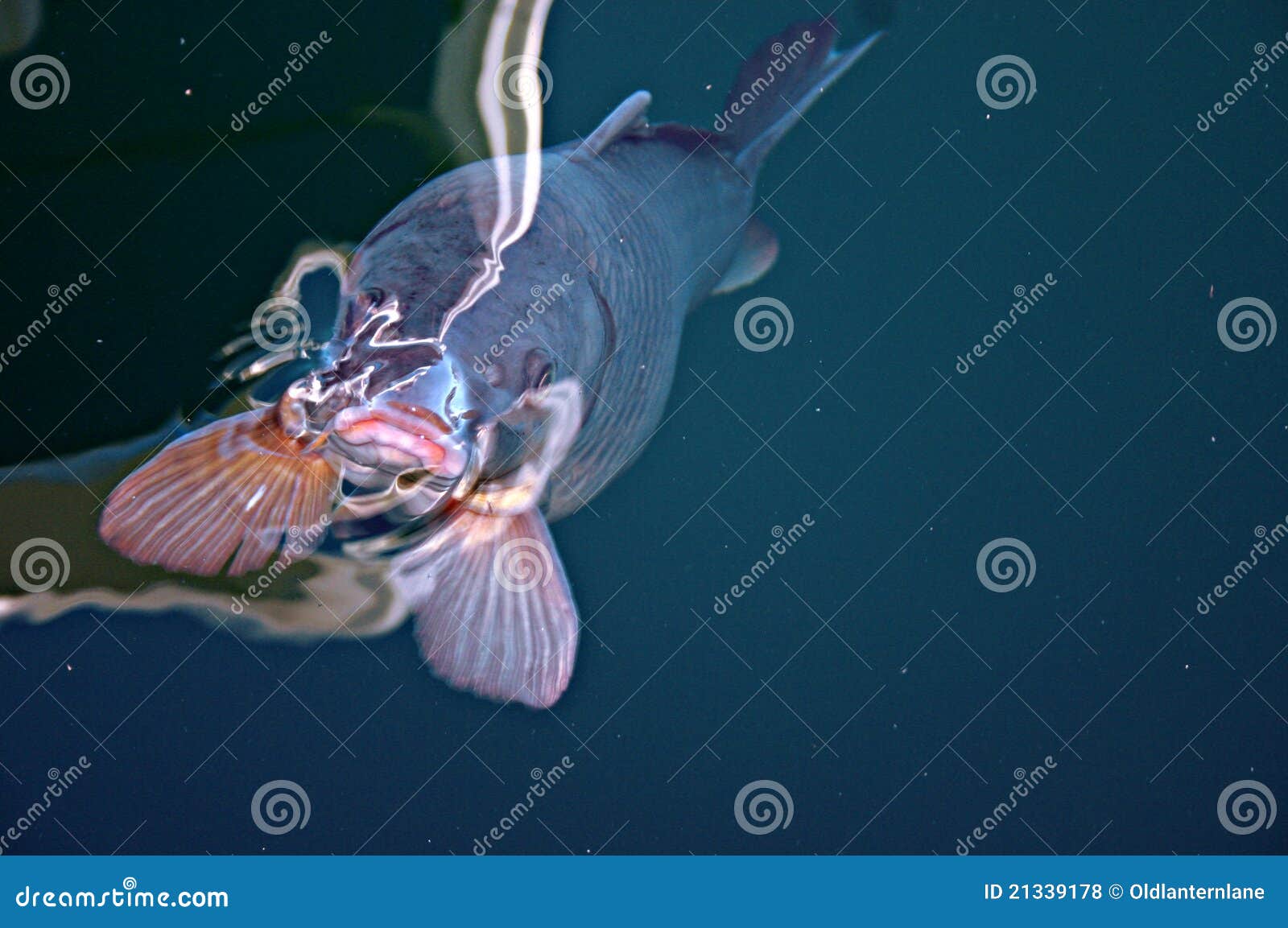 Fish Lips stock photo. Image of silly, funny, harbor - 21339178