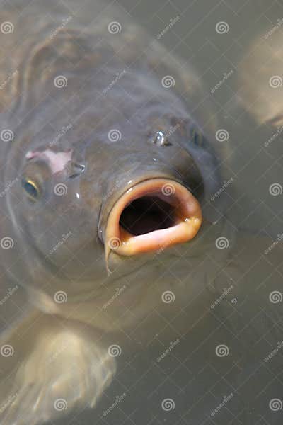 Fish Lips stock photo. Image of carp, large, aquatic, water - 5200676