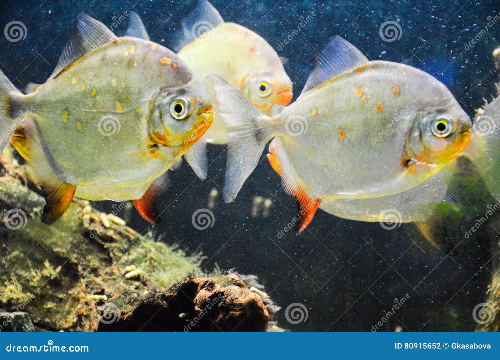 Fish stock photo. Image of calm, fish, environmental - 80915652