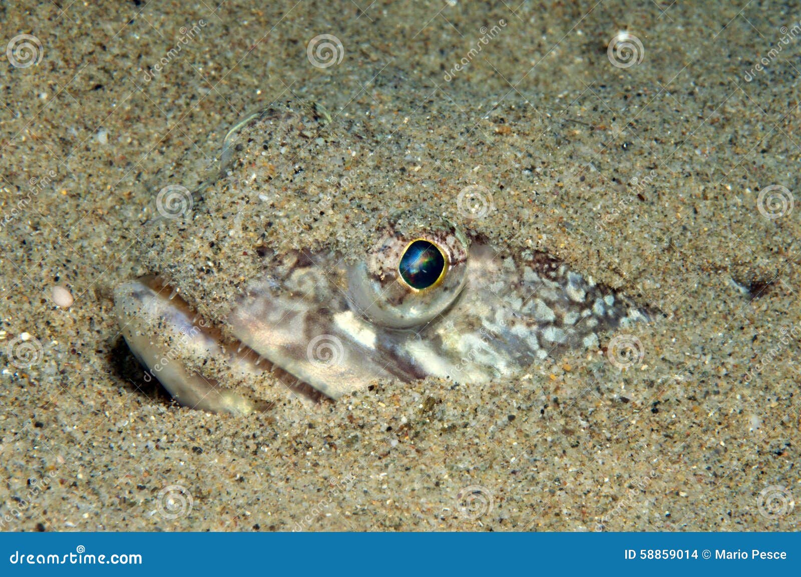 Fish lizard hiding stock photo. Image of diver, diving - 58859014