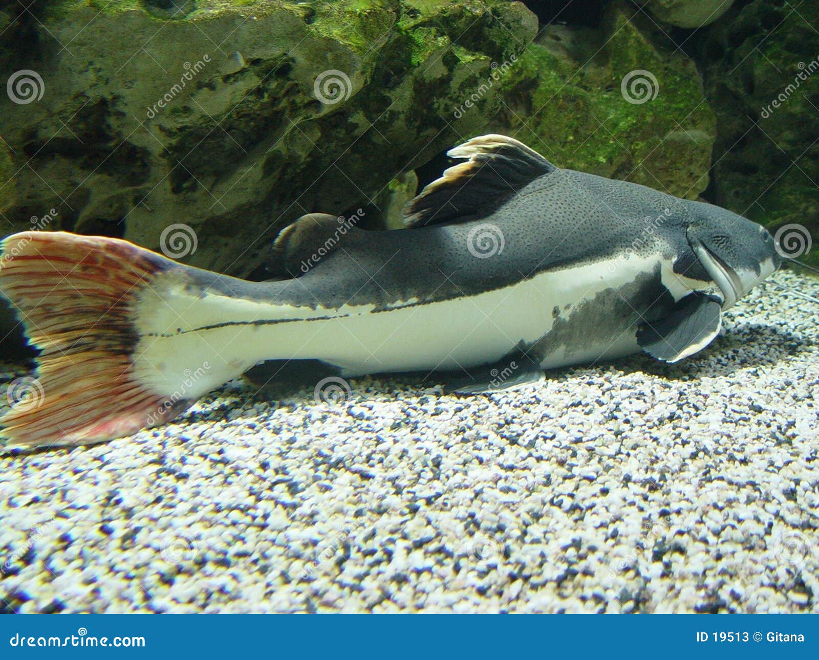 Fish long beard stock image. Image of river, ocean, scales - 19513