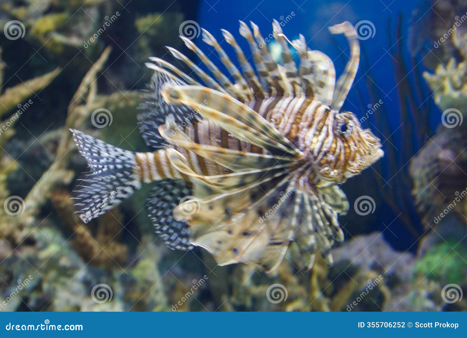 A Fish with a Long Tail and a Long Fin is Swimming in a Tank Stock ...