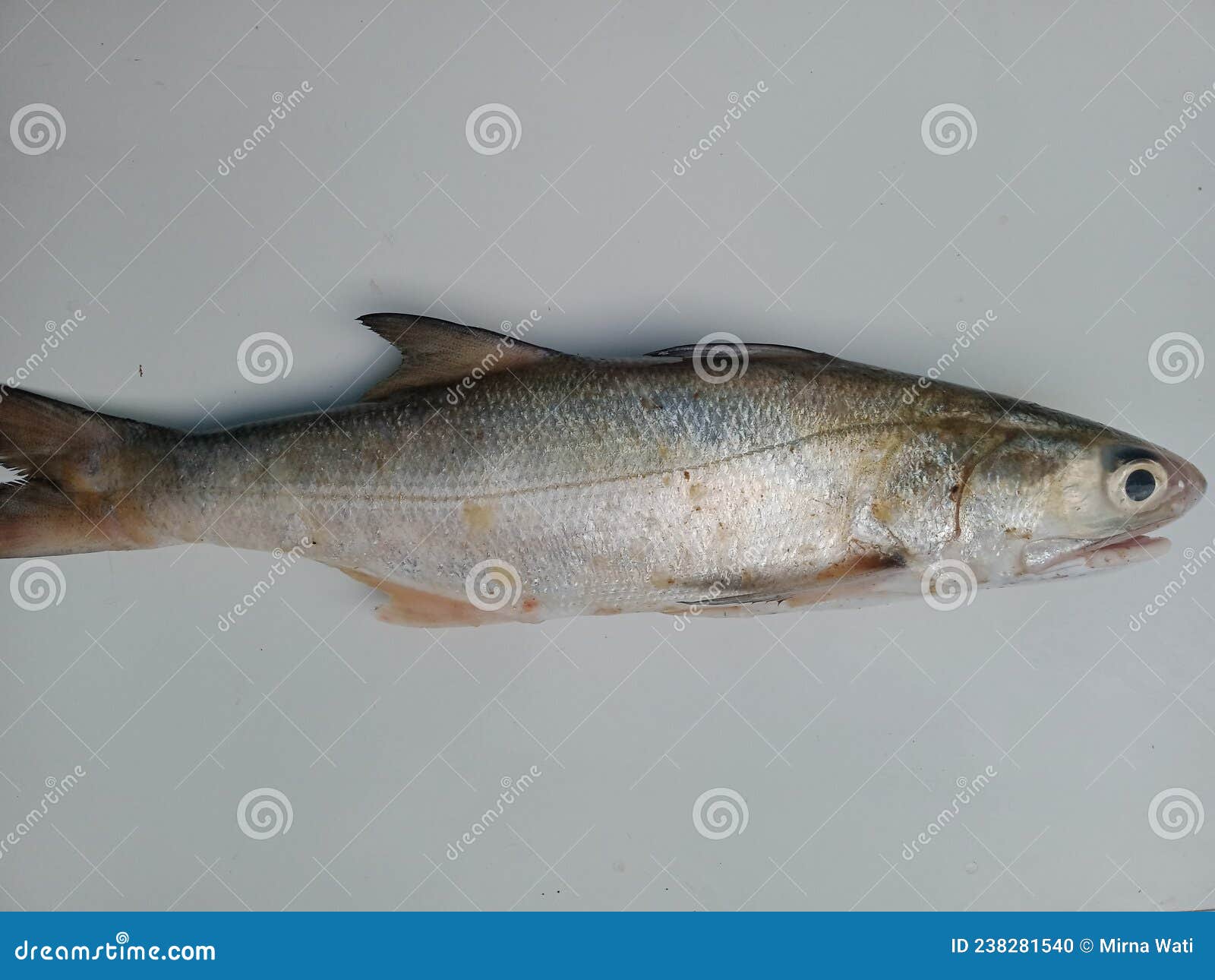 Fish that is Long Z Shape and White Scales Stock Photo - Image of long ...