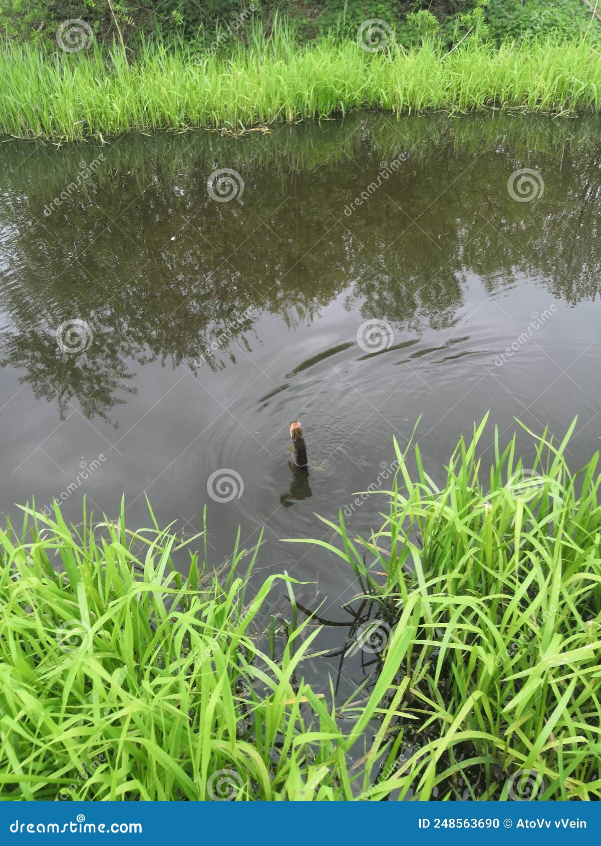 Fish loock Flow stock photo. Image of fish, pond, loock - 248563690