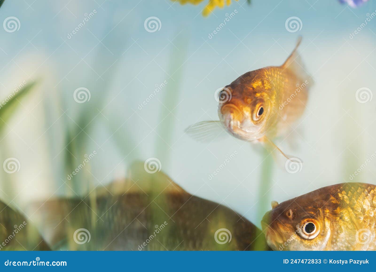 Fish looking at the camera stock image. Image of wild - 247472833