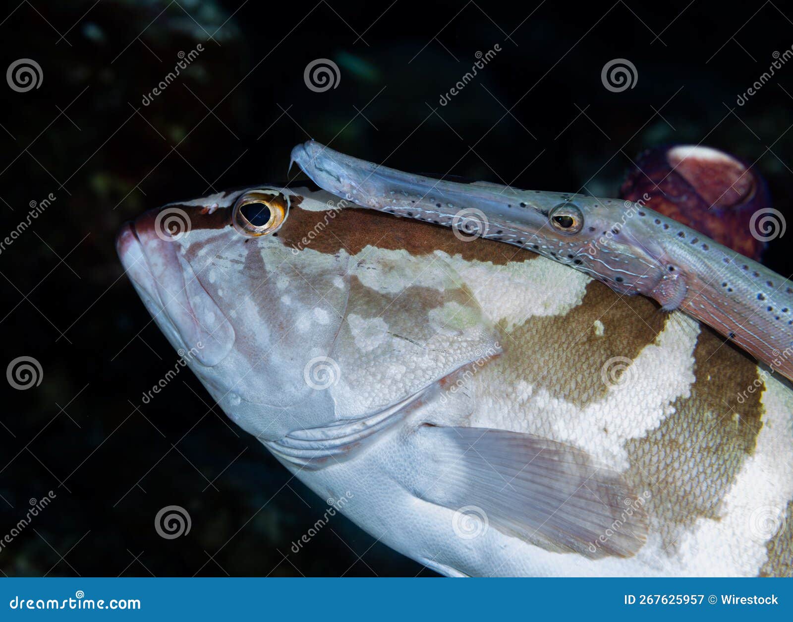 Fish Looking for Food in the Water Stock Image - Image of ocean ...