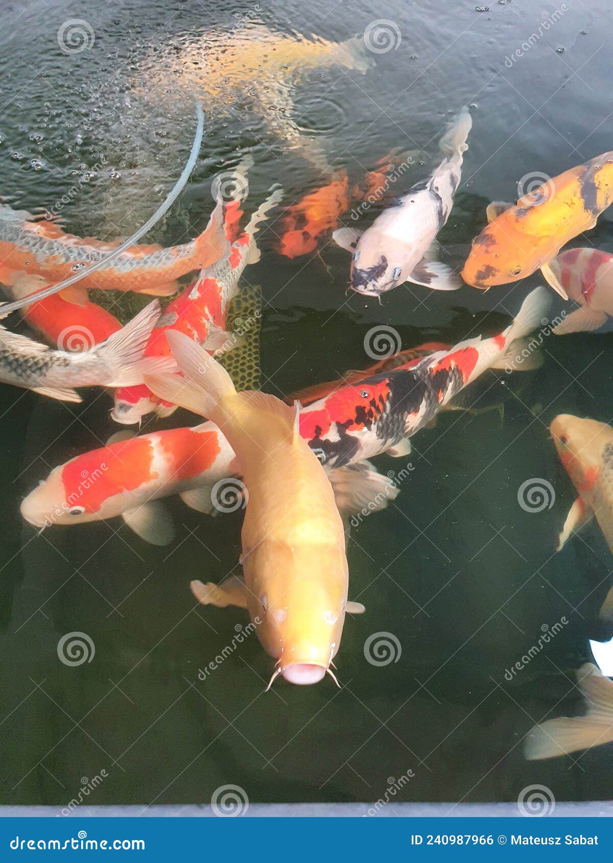 Fish lots of fish stock photo. Image of seafood, invertebrate - 240987966