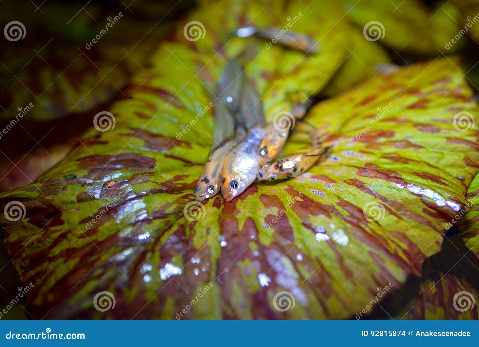Fish on lotus leaf stock photo. Image of little, closeup - 92815874