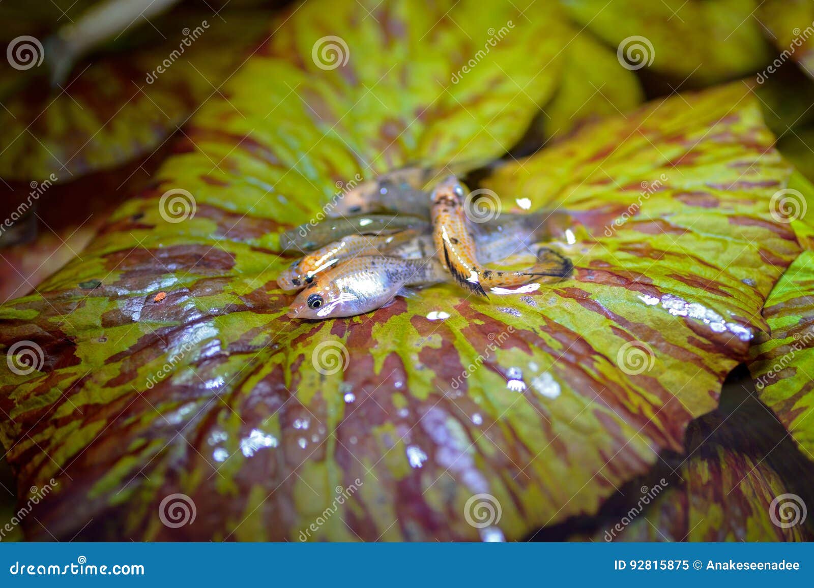 Fish on lotus leaf stock image. Image of garden, guppy - 92815875