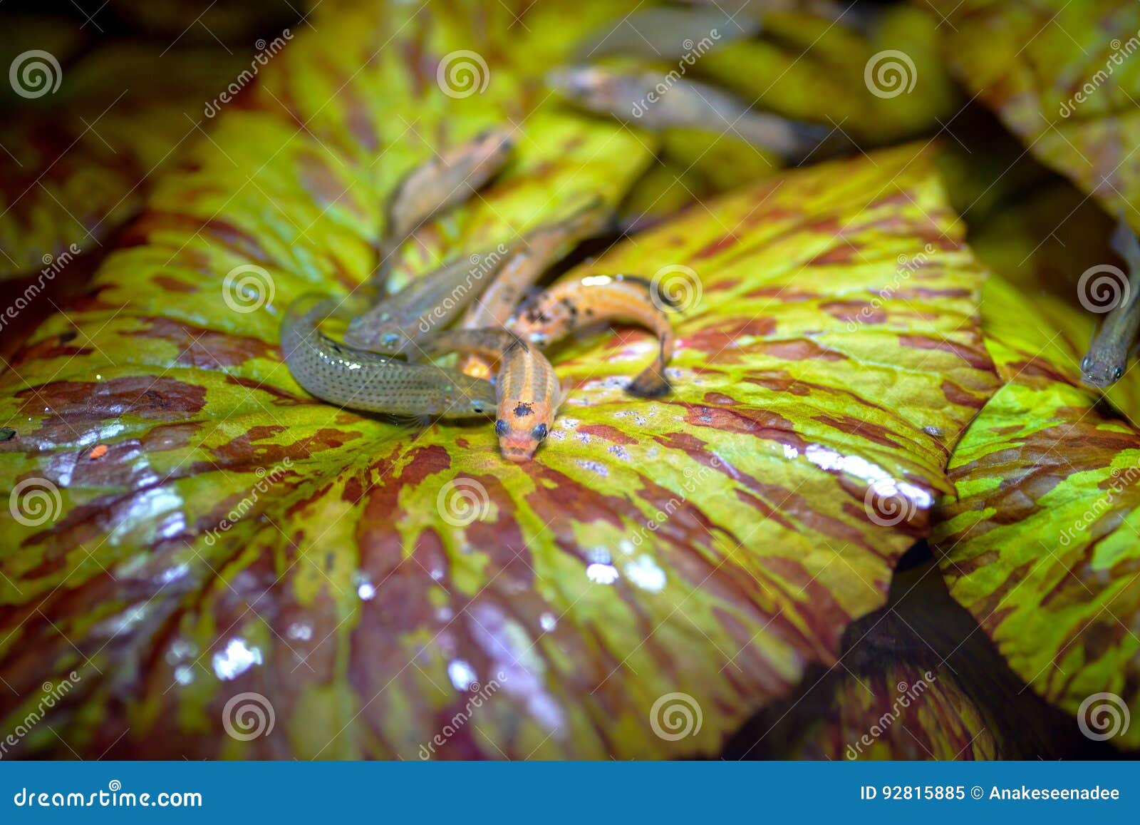 Fish on lotus leaf stock image. Image of fancy, colorful - 92815885