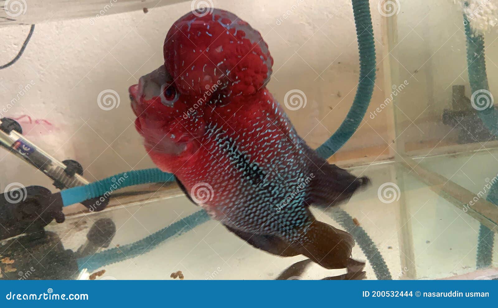 Fish stock photo. Image of louhan, kanfa, fish - 200532444