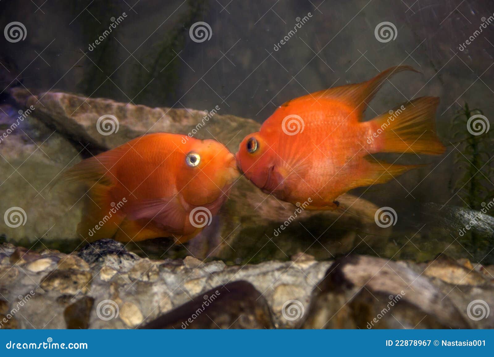 Fish in love stock image. Image of stones, love, aquarium - 22878967