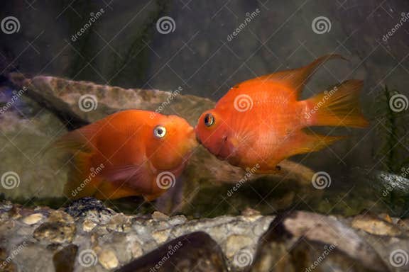 Fish in love stock image. Image of stones, love, aquarium - 22878967