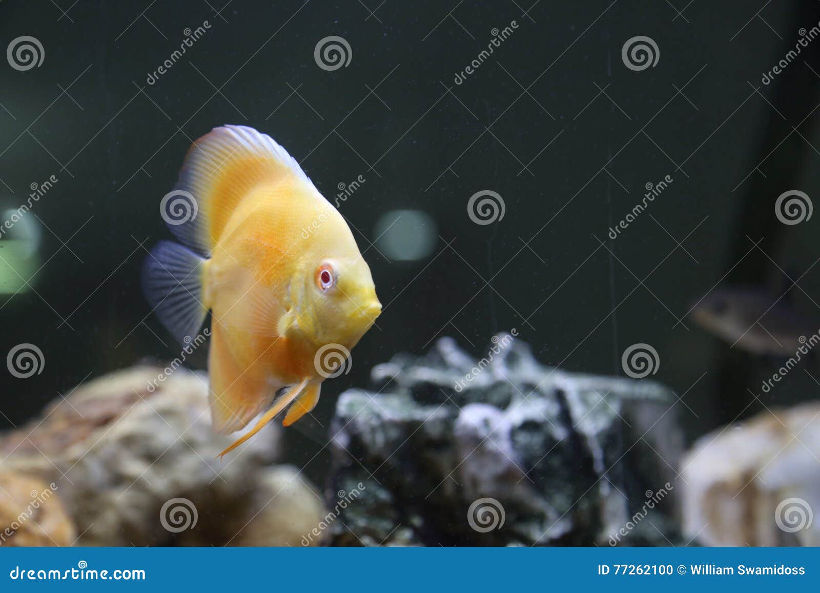 Fish stock photo. Image of yellow, building, home, discus - 77262100