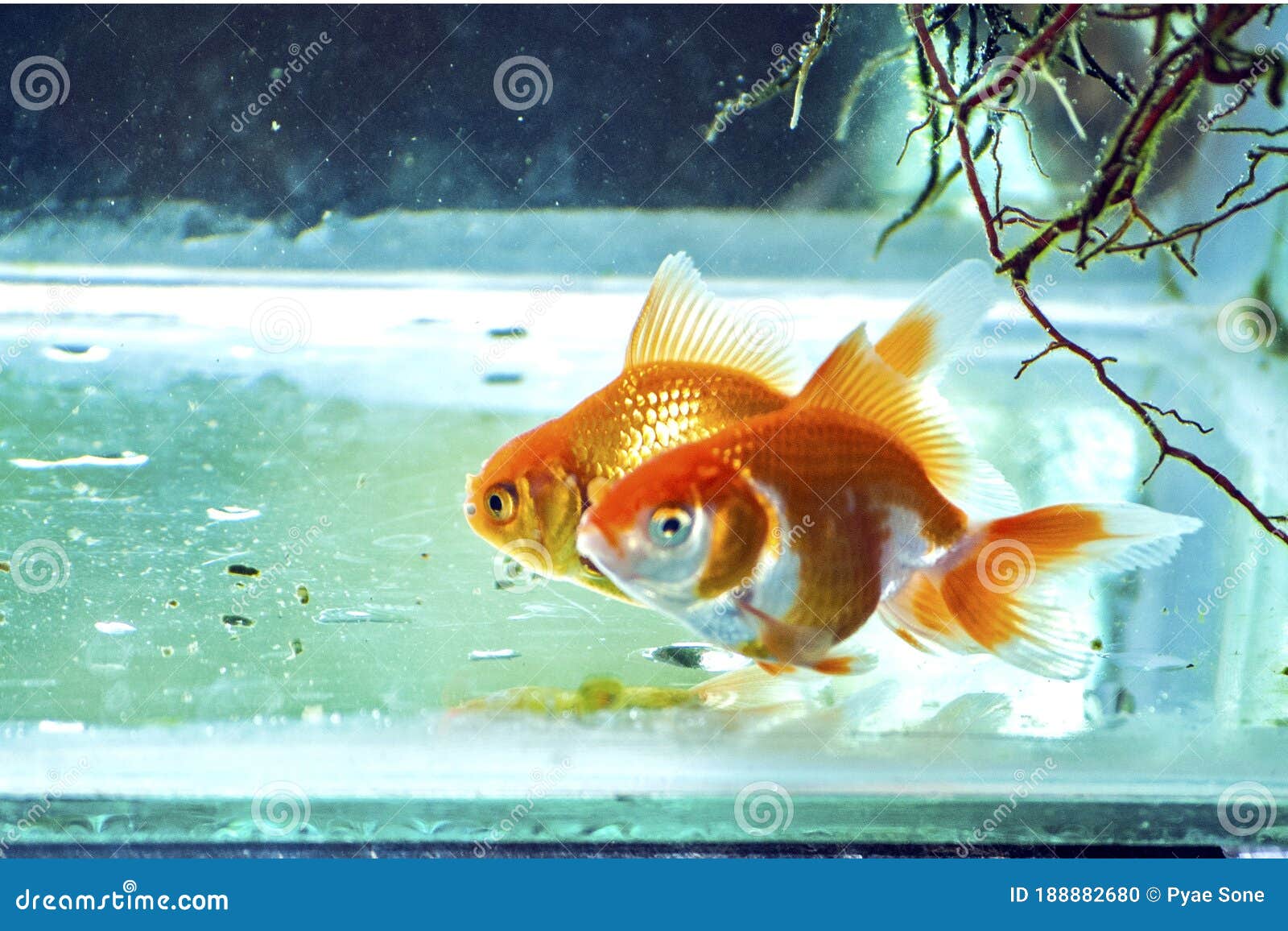 Fish lover couple fish stock photo. Image of herwife - 188882680