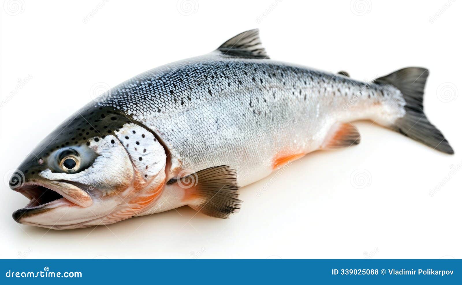 A Fish Lying Down on a White Surface Stock Photo - Image of market ...