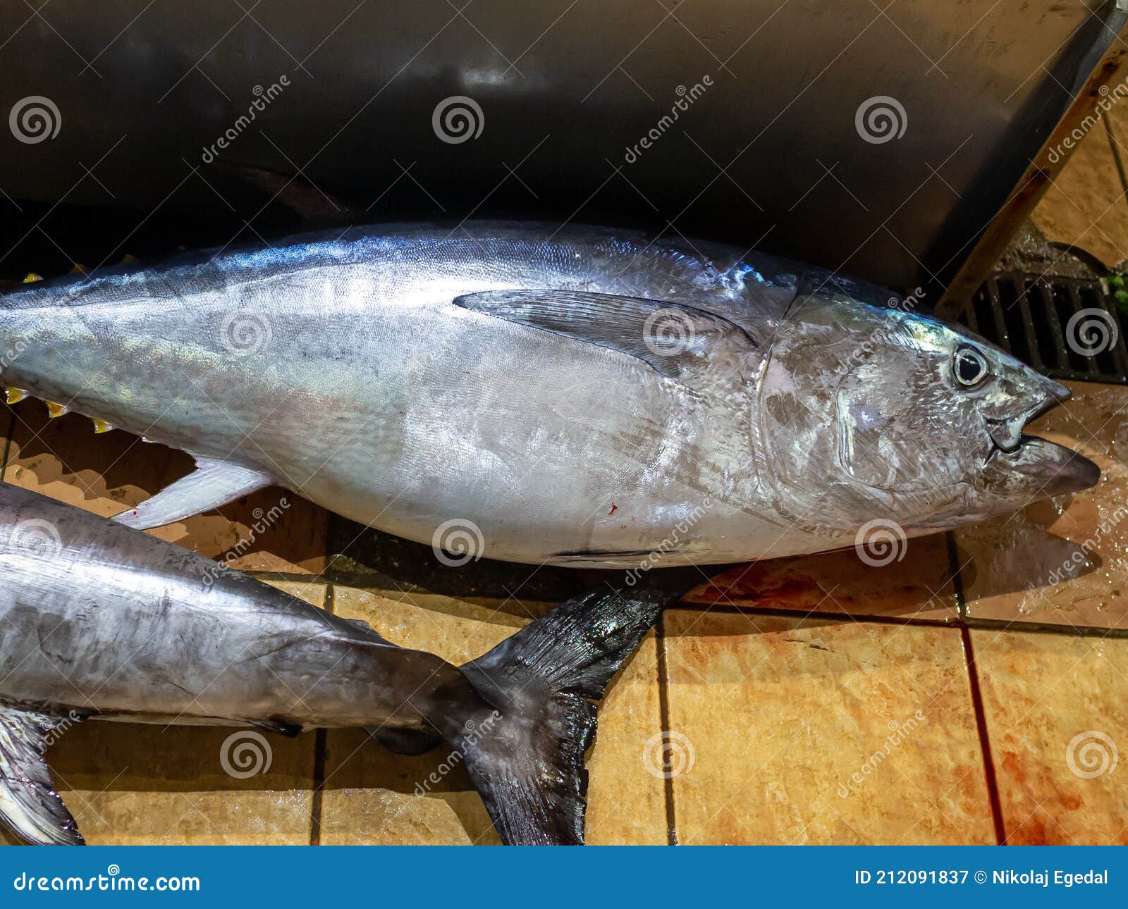 A fish lying on the floor stock image. Image of rayfinned - 212091837