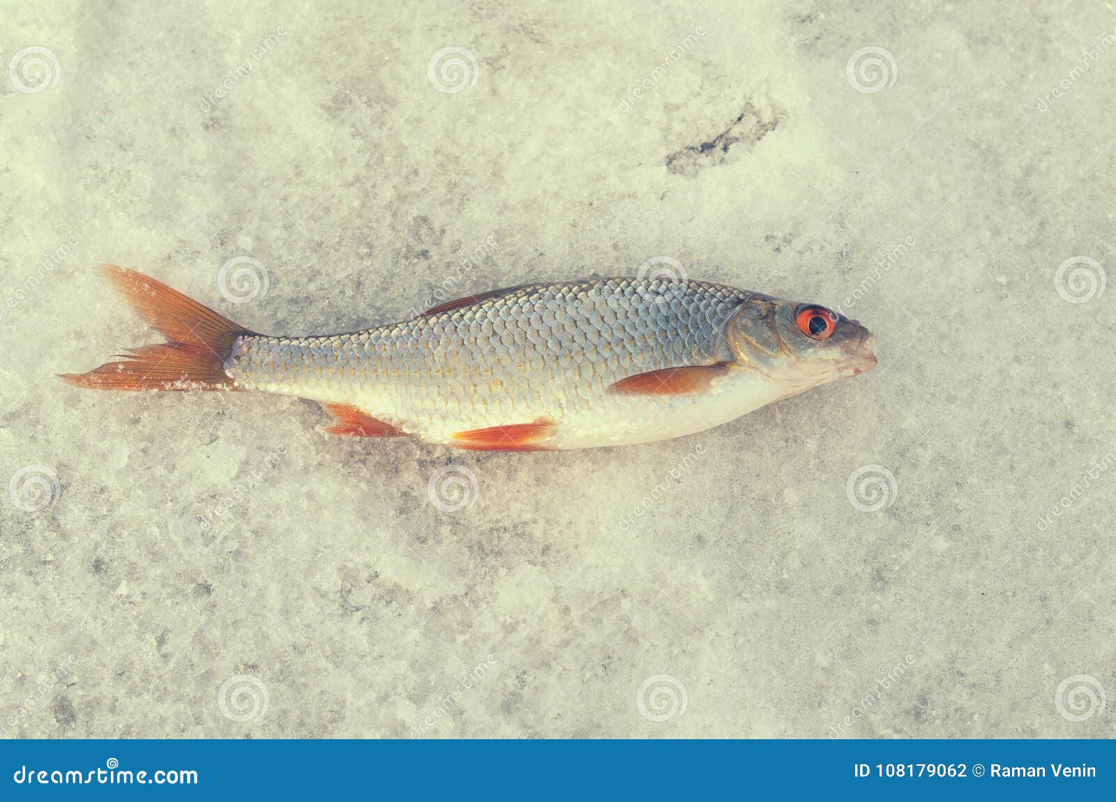 Fish Lying in the Snow after Catching on Winter Fishing. Stock Photo ...