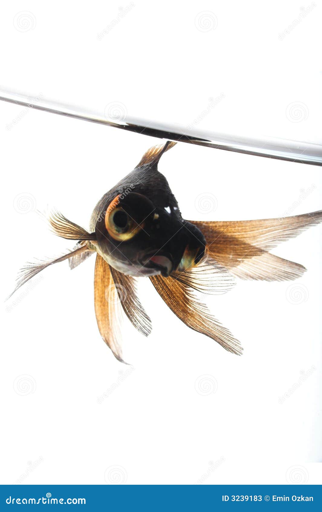 Fish macro stock image. Image of gold, swimming, goldfish - 3239183