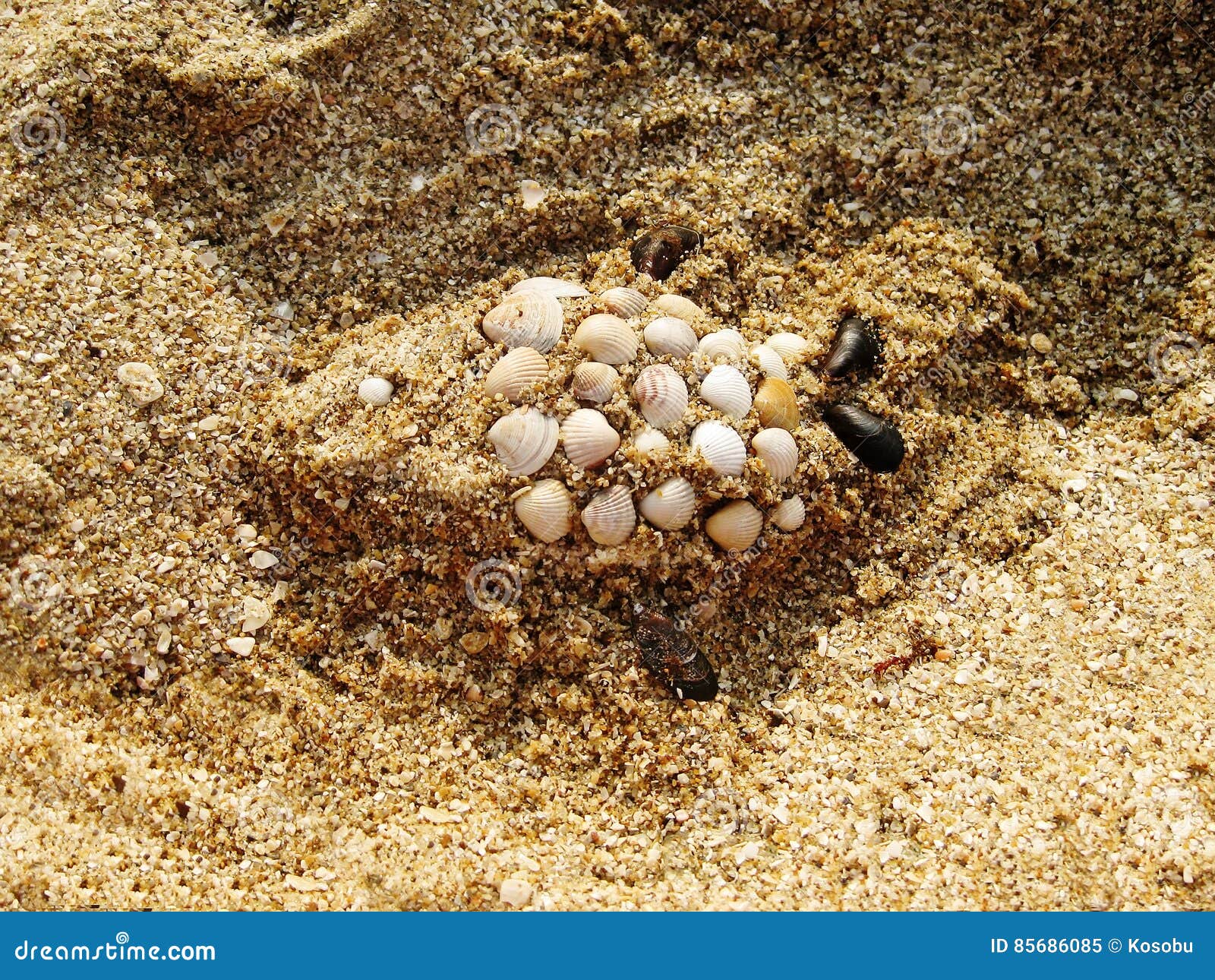 Fish Made from Sand and Shells Stock Image - Image of swimming, model ...