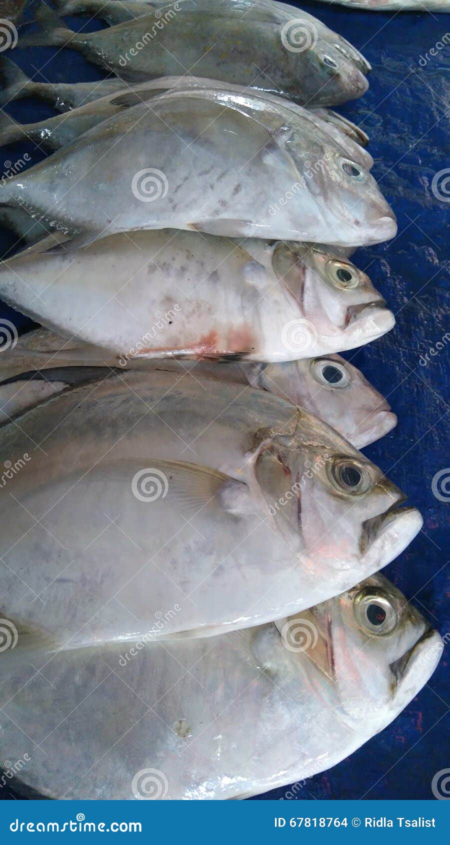 Fish stock photo. Image of water, traditional, milkfish - 67818764