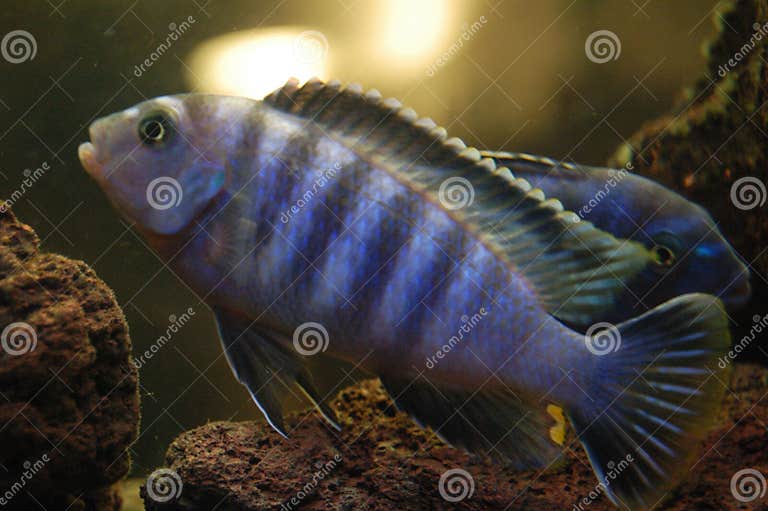Fish from Malawi stock photo. Image of fish, mouthbreeder - 2127456